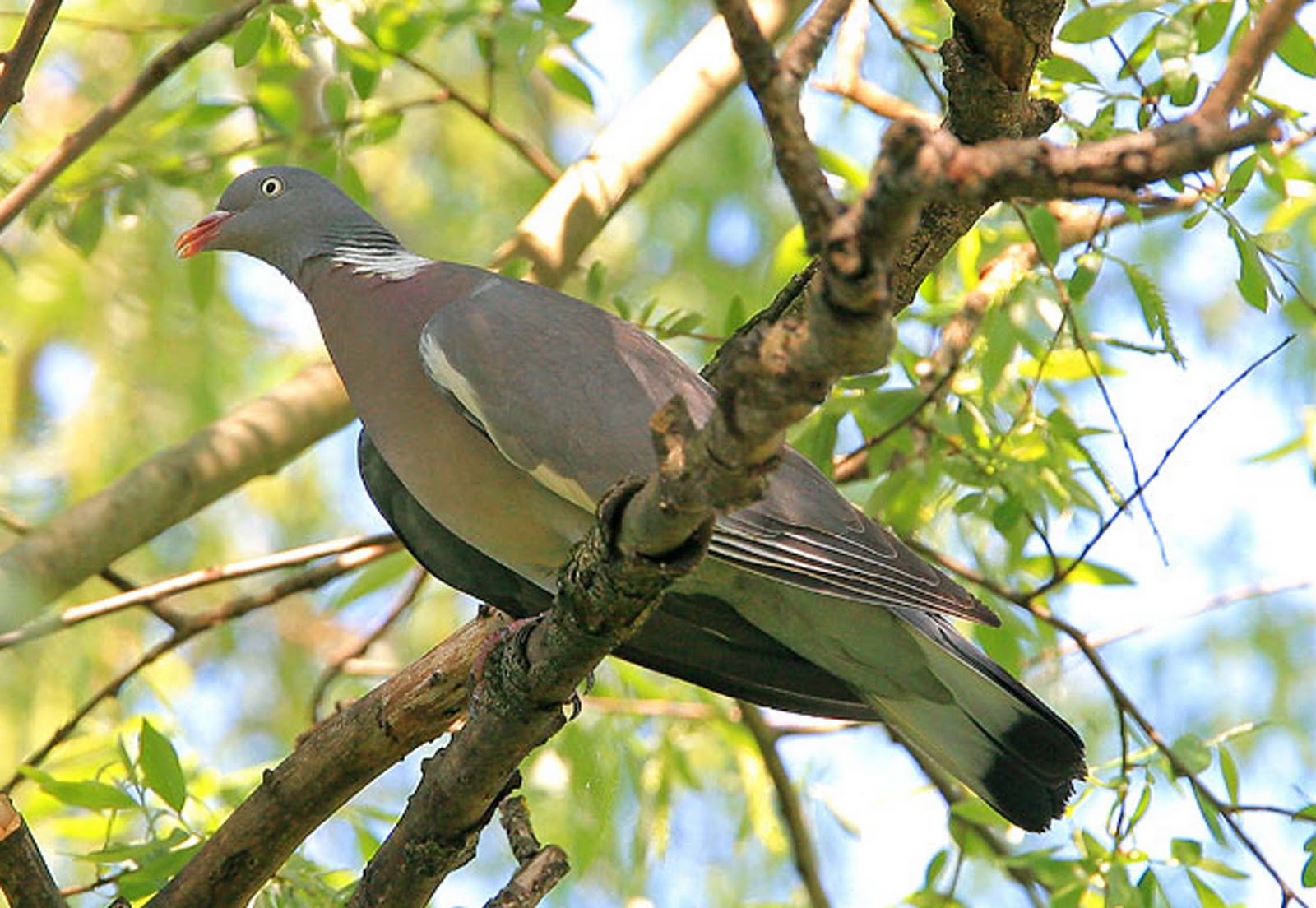 Emidio Civitillo - Cusano Mutri (BN): IL FASCINO DELLA NATURA - IL ...