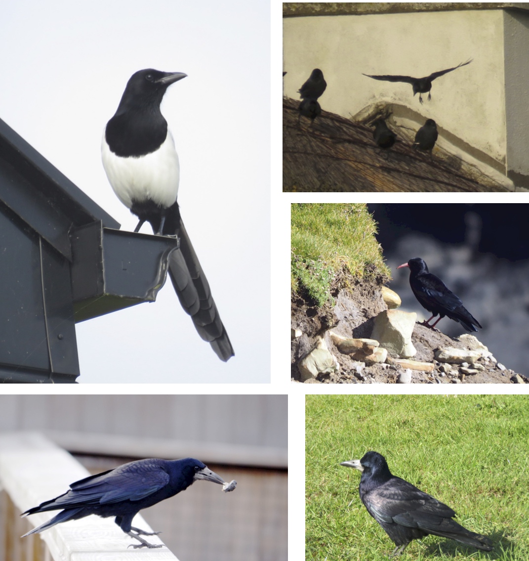 Mae's Food Blog: Irish Birds, Mostly Common Ones
