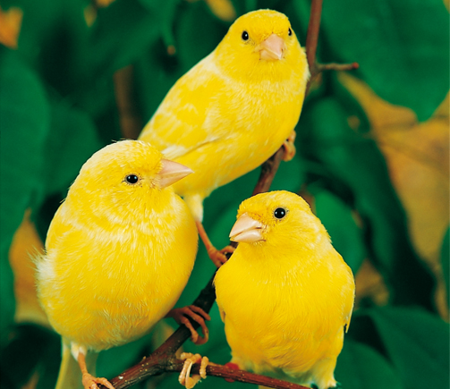 Canto Canário: O CANÁRIO BELGA