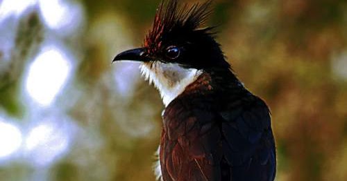 Jacobin cuckoo | Birds of India | Bird World