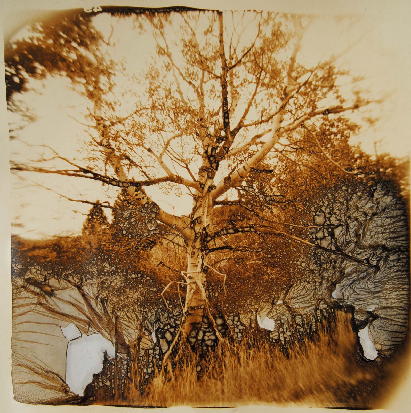 clare M boland: Mordancage