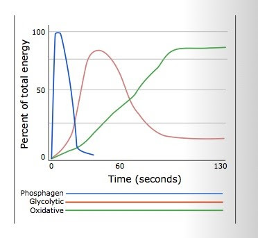 Strength is Never a Weakness: Energy Systems of the Human Body