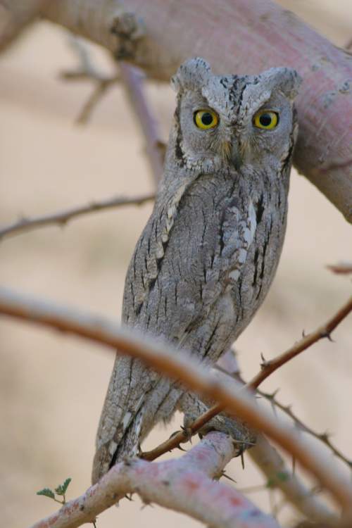 Pallid scops owl | Birds of India | Bird World