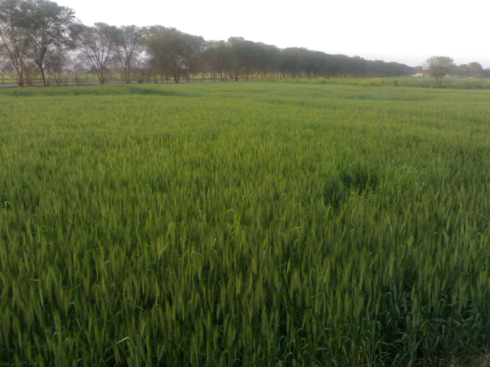 VEHARI IS BEAUTIFUL CITY OF PAKISTAN: FAMOUS VILLAGES IN VEHARI