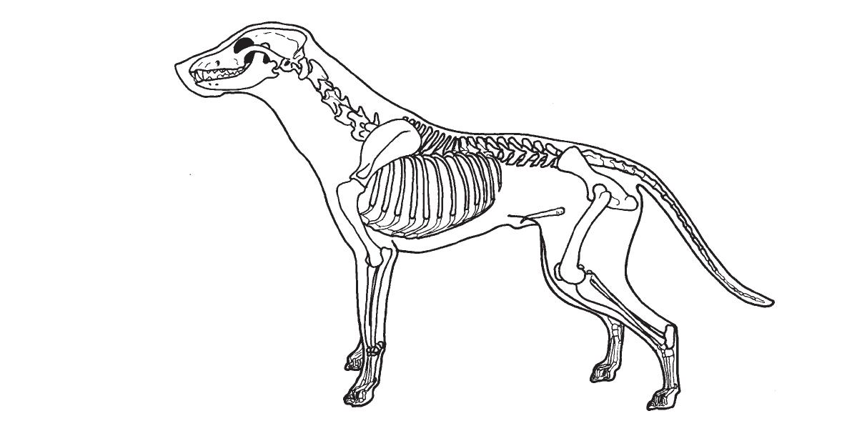 Master of Animal Studies (Animal Physiotherapy): Outer body form ...