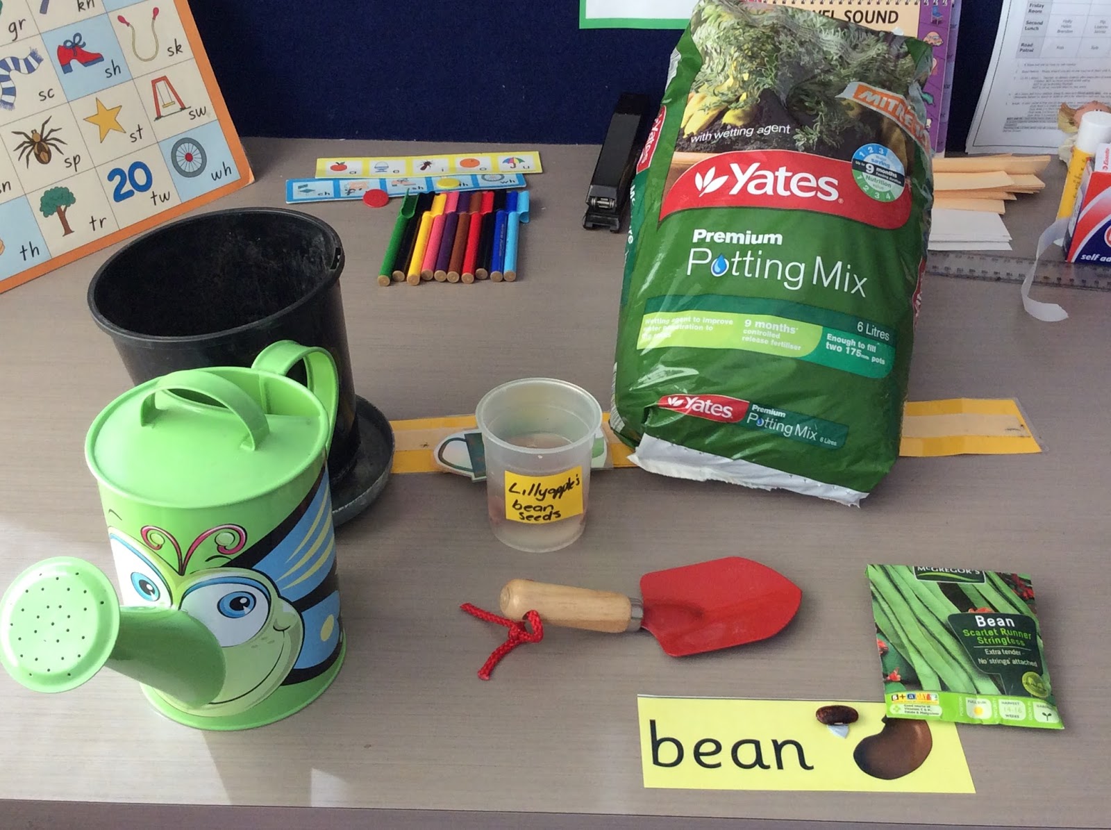 Mrs T's Blog: Jack and the Beanstalk and Growing Beans