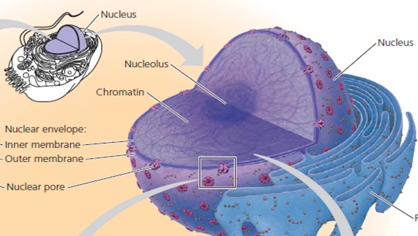 Gambar 3. Nukleus, sumber: biology 9th edition (Campbell, et. al.)