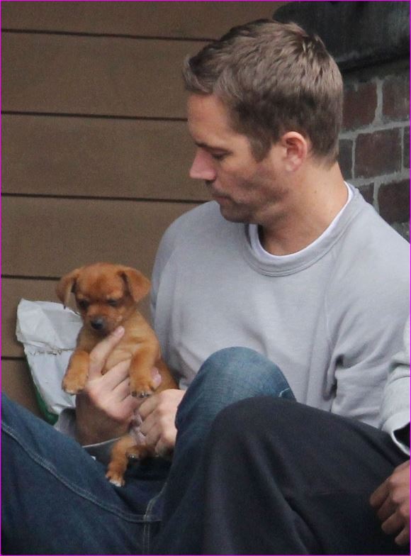 VJBrendan.com: Paul Walker With A Puppy...