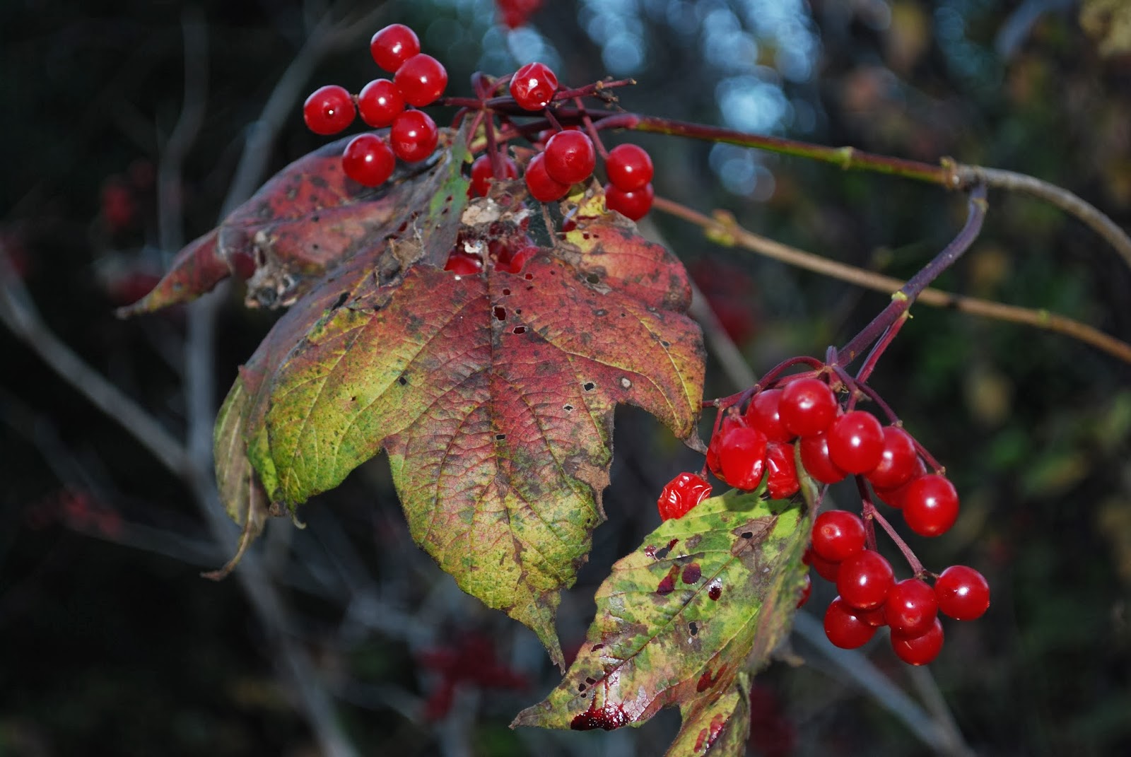 Ferme du Sault: Viorne trilobée - pimbina