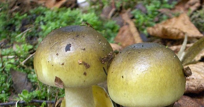 Ciri khas jamur yang membedakan dengan hewan adalah .... - Gamma-ic.com