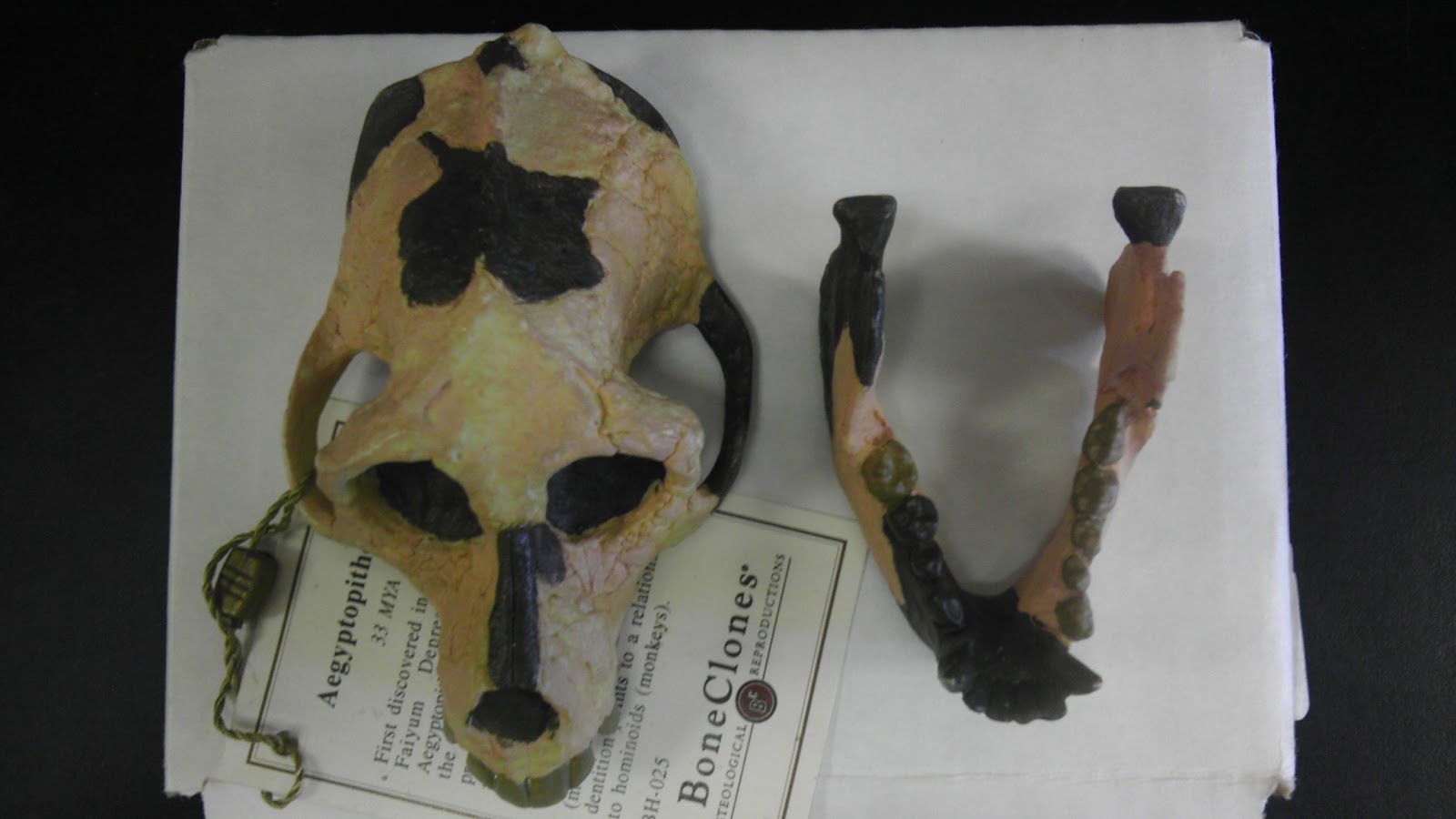 PHYSICAL ANTHROPOLOGY 101: July 2012