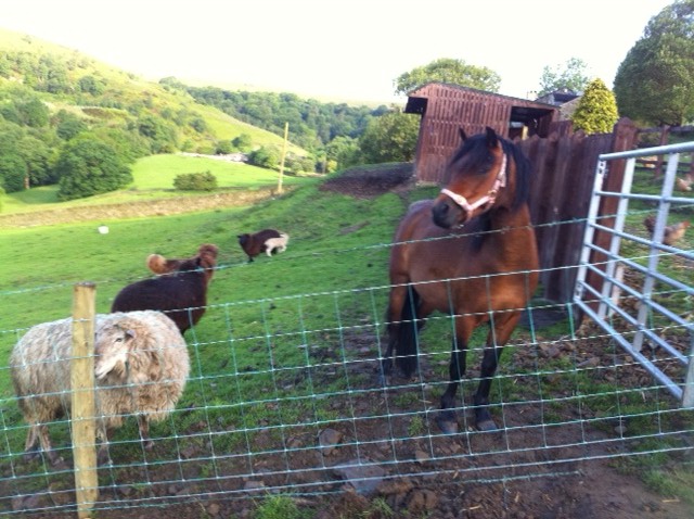 News from Nunnery Farm: Practical Pig Keeping for Beginners - Feed and ...