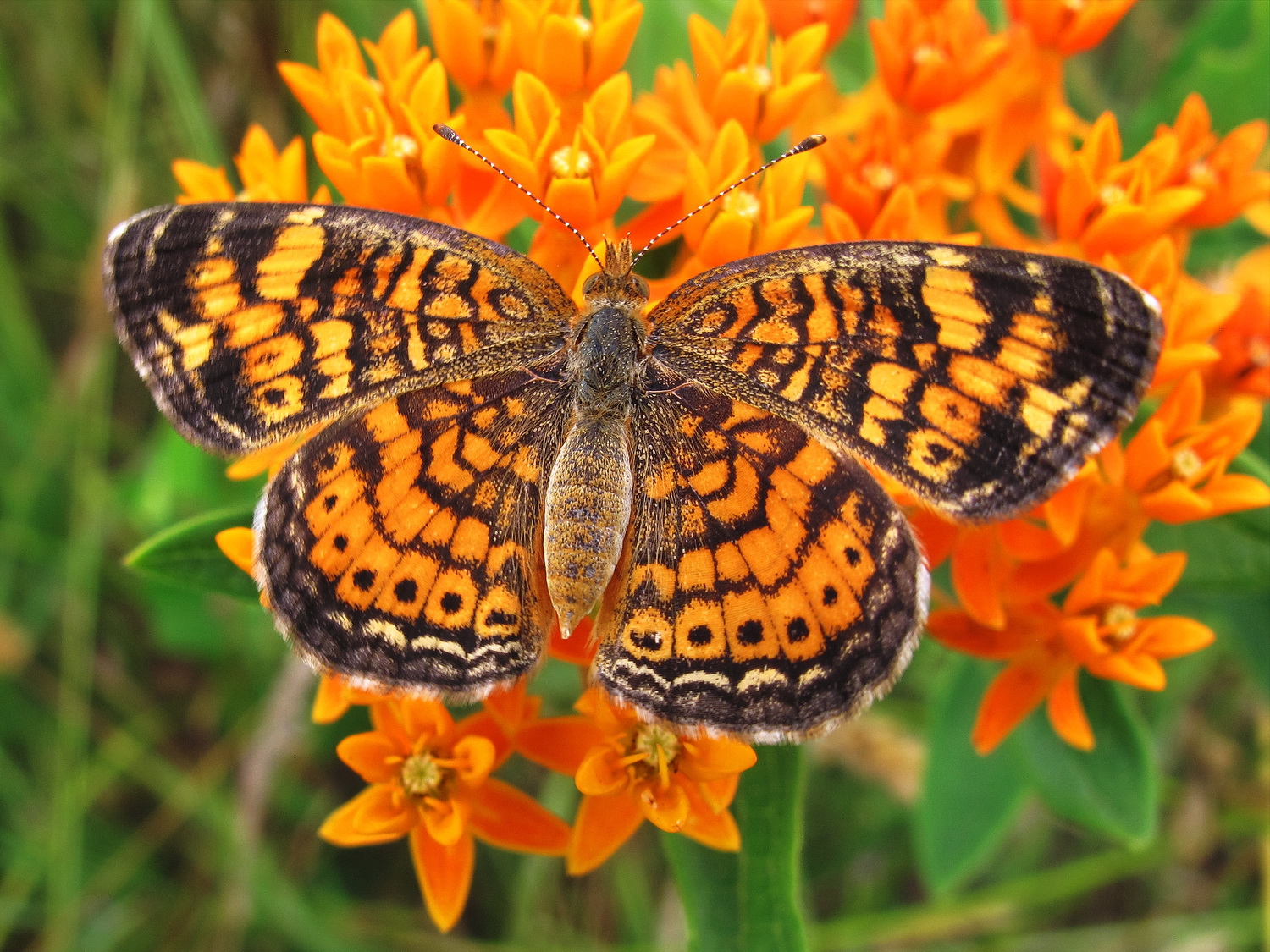 The Joyce Road Neighborhood: Fritillary Butterfly