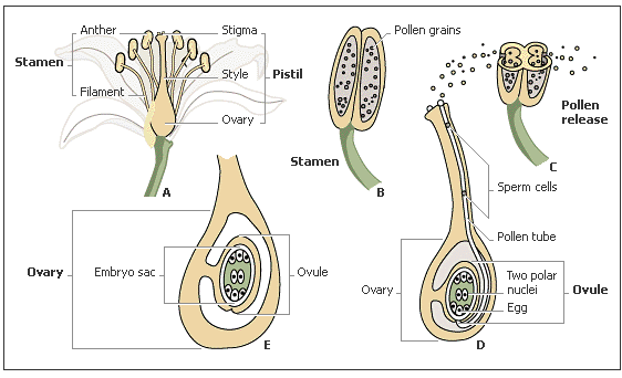 Reproduction in Plants ~ O level Study Guide