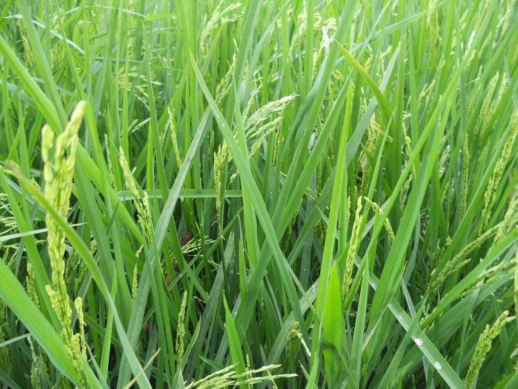 My Clicks: paddy field (Dhaner Khet)
