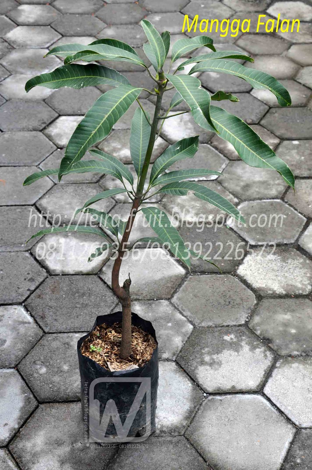 Varietas Mangga | Buah mangga