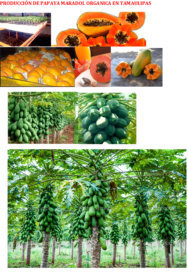 Consultoria Experta en negocios de Agricultura, Ganaderia y Forestales ...