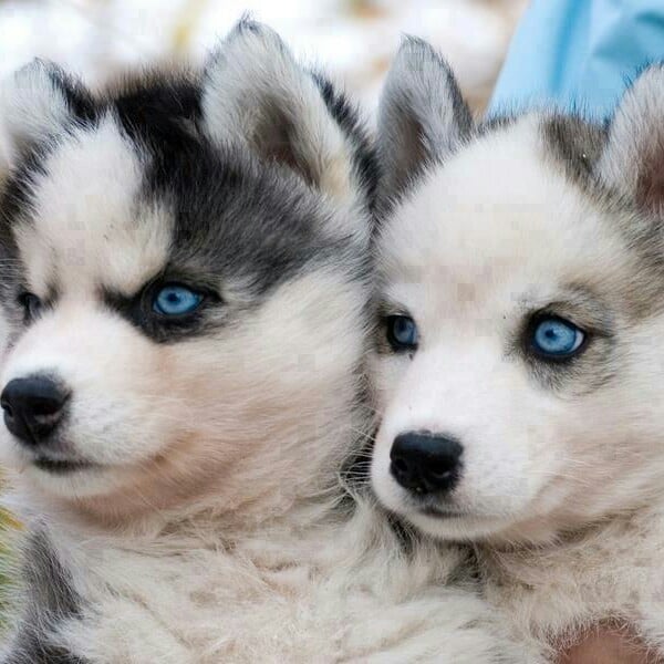 Everything about your Pomsky - Luv My Dogs