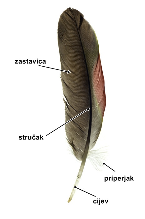 Instrukcije iz kemije i biologije: Poduke iz biologije - Ptice II