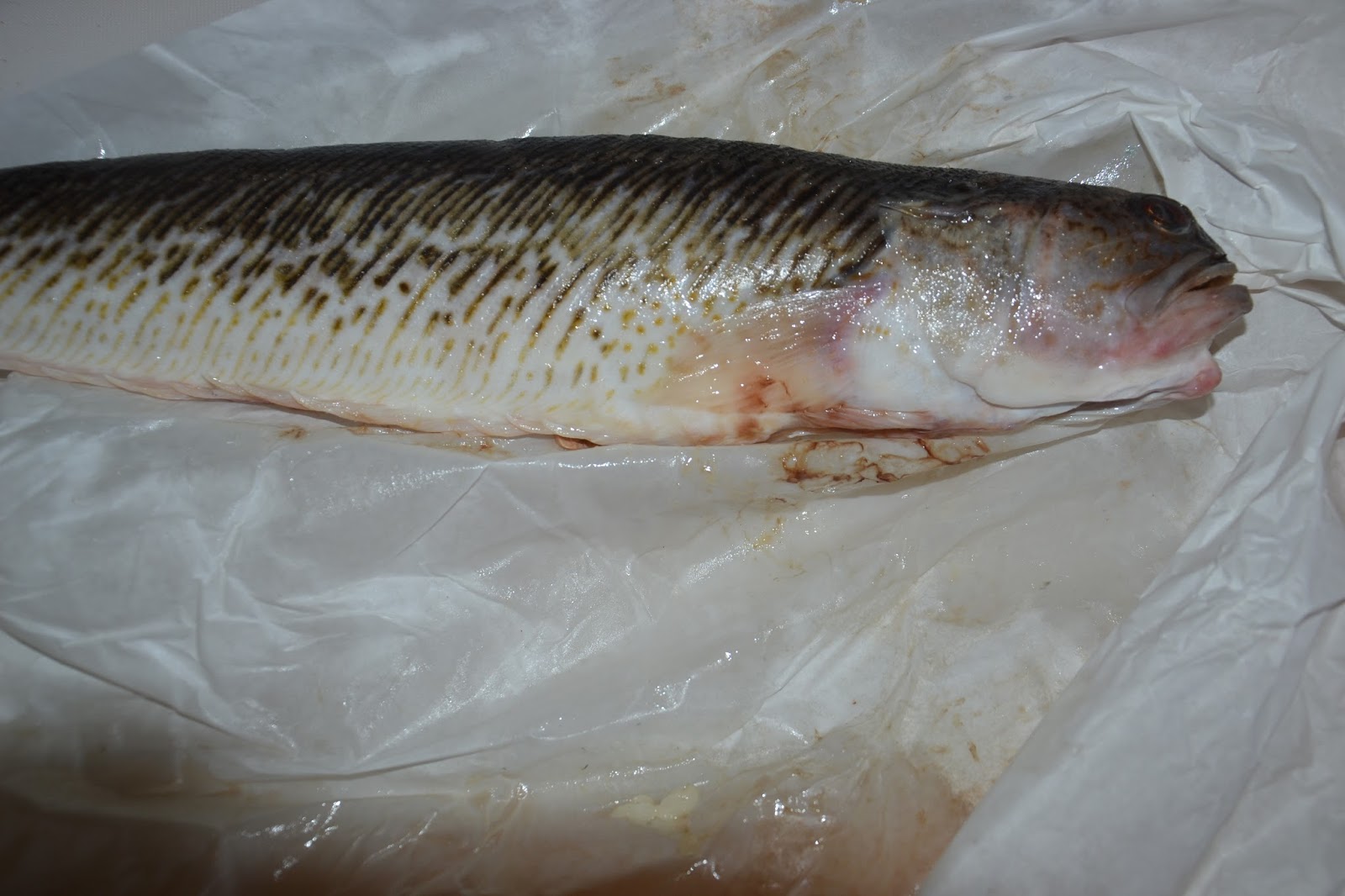 Oppdag Fisk!: Fjesing/Greater Weever/Trachinus Draco (Saltvann)