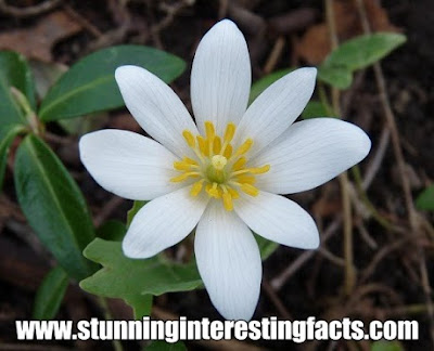 Indian black salve: The magical cancer cure - Stunning Interesting Facts