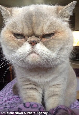 CabelKawan: Chats moches