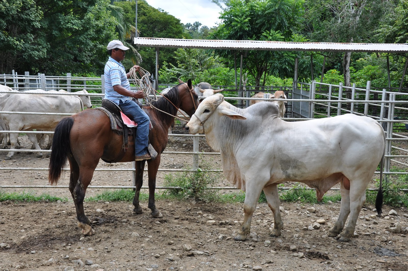Panama Project: Pure Bred Cattle In Veraguas, Panama