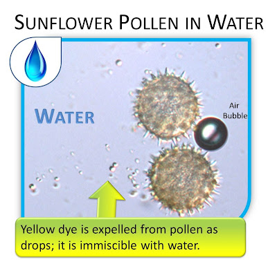 S E Lindberg: Sunflower Pollen as Paint Pigment