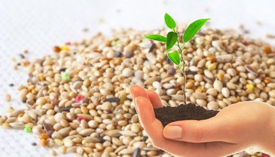 SHUNTUR ONGD: SEMILLAS TRANSGÉNICAS