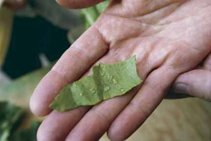 PEST OF JUTE AND THEIR MANAGEMENT: PEST OF JUTE AND THEIR MANAGEMENT