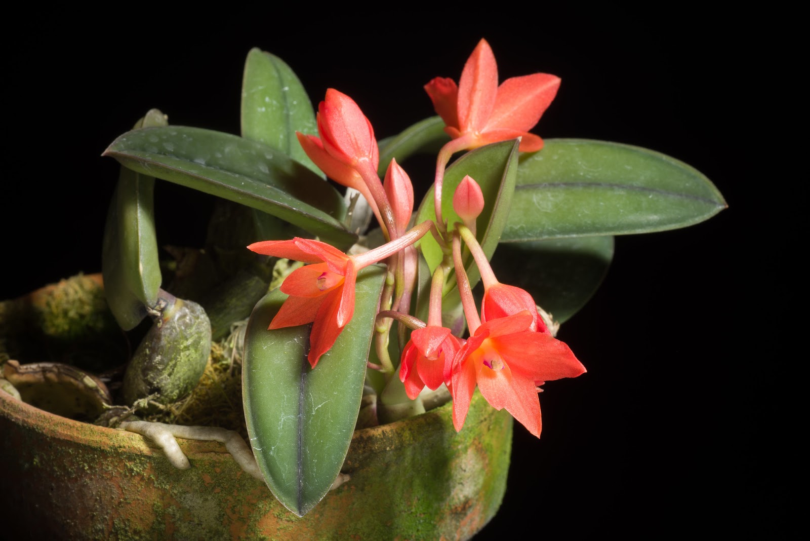 Cattleya cernua orchid plant care and culture | Travaldo's blog
