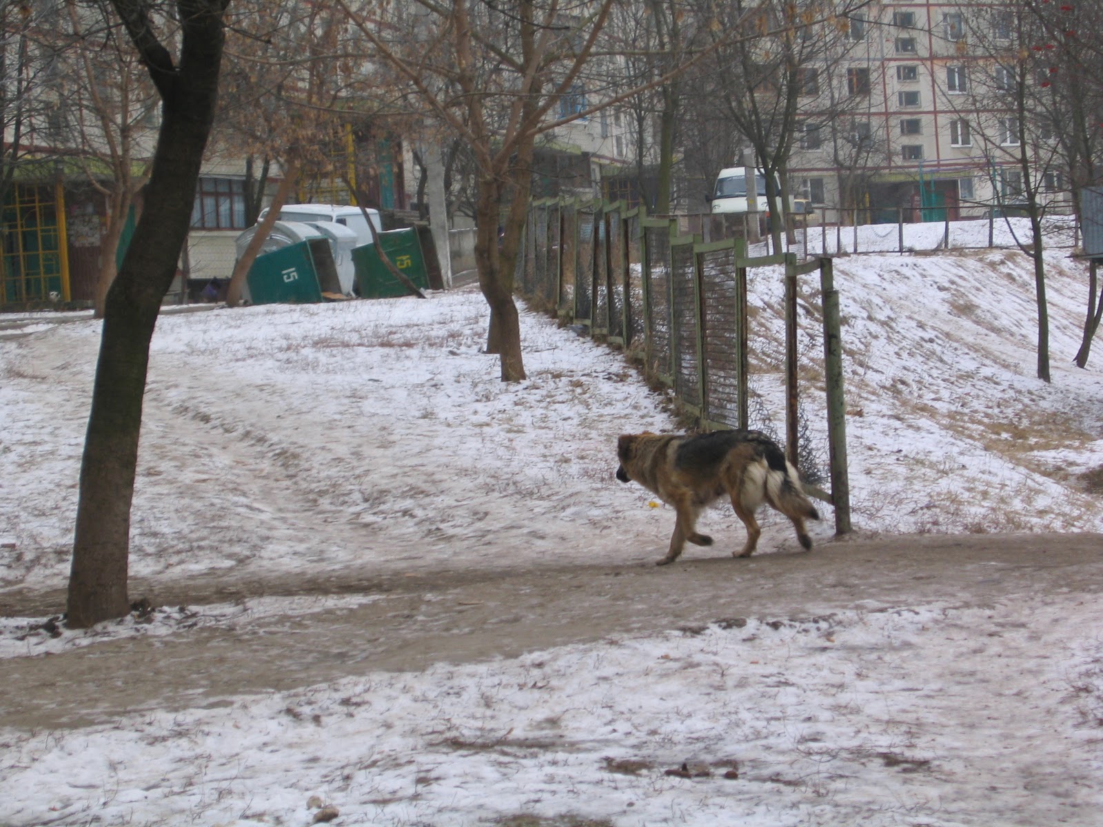 Long Island Dog Boarding: Horrors for Ukraine's Stray Dogs in 2012