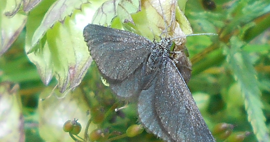 Tony's Blog: Below Newnham Windmill