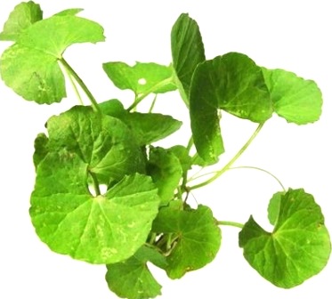 18 Manfaat Daun Pegagan/Antanan Bagi Kecantikan Dan Kesehatan - ManfaatQ