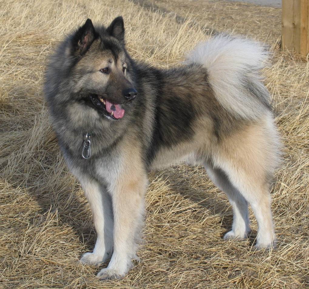 Critter Sitter's Blog: February 2011