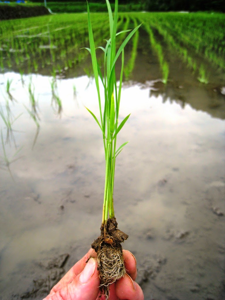 Life in Rural Japan: Rice planting 2014