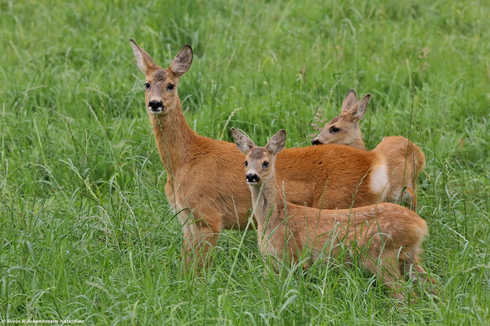 Nature photographer Svein R Johannessen : Rådyr ,Roedeer