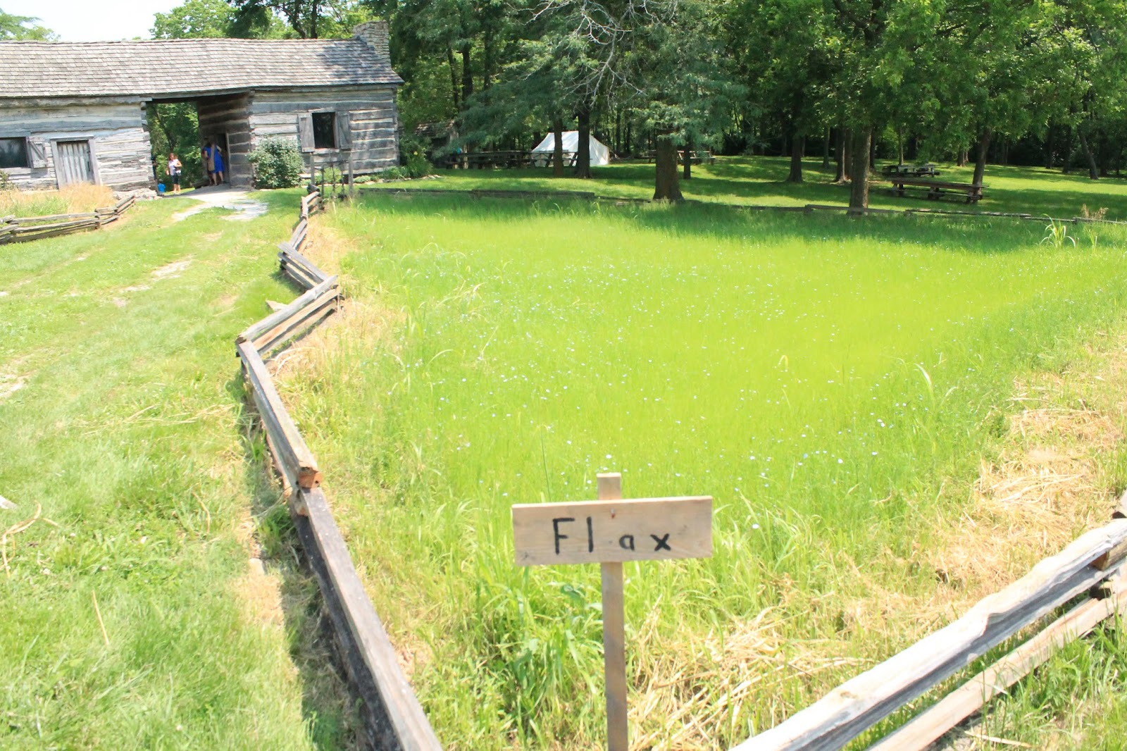 Nature Devotions : Growing Flax