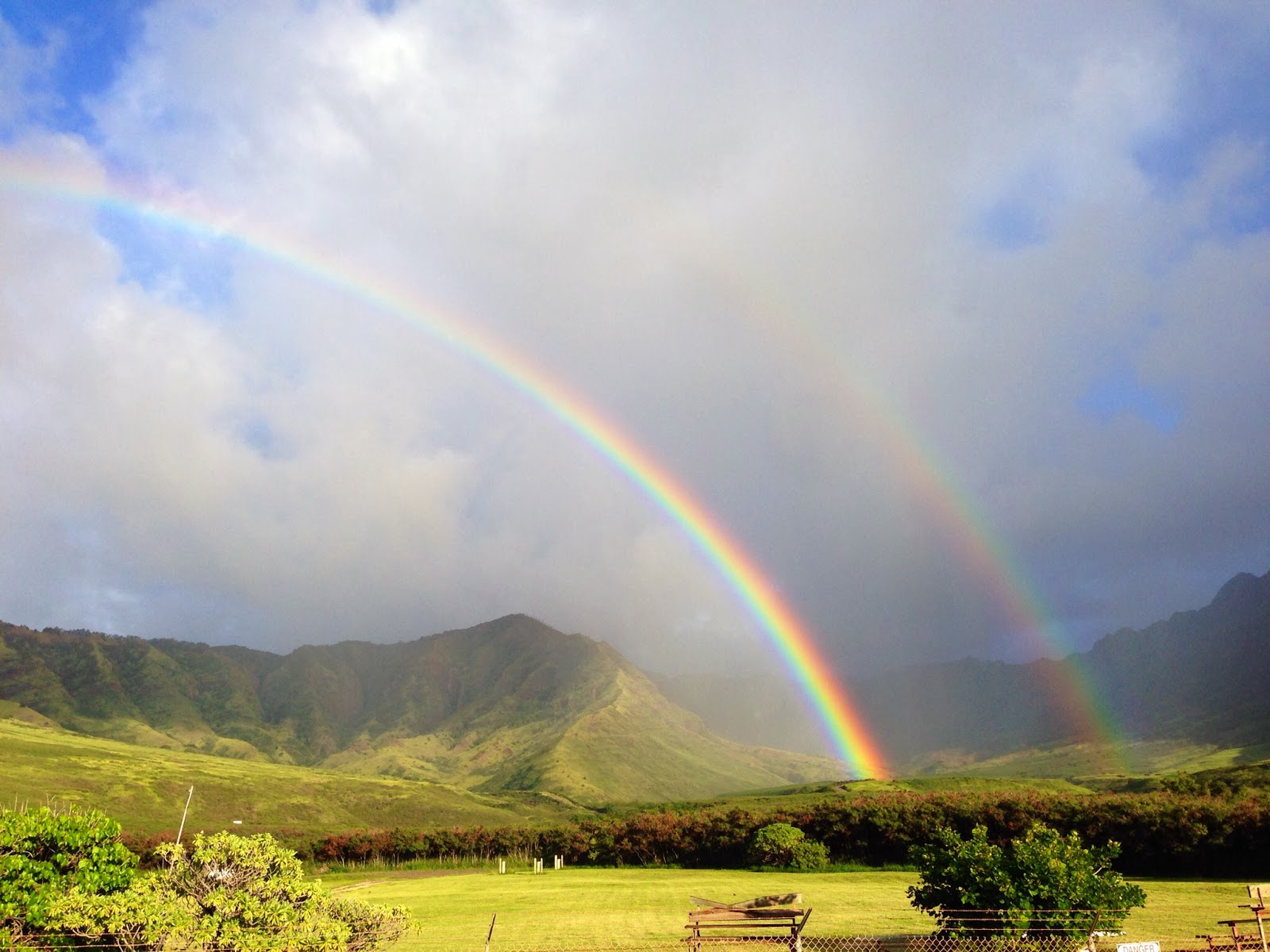 Aloha Windmill Farms: Giant Toad Invades Hawaii