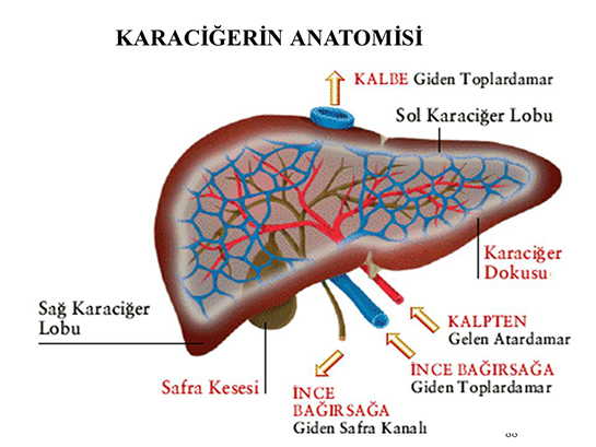 bilgievlerim: Karaciğer Anatomisi