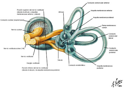 TICS Fonoaudiologia: Anatomía oído interno