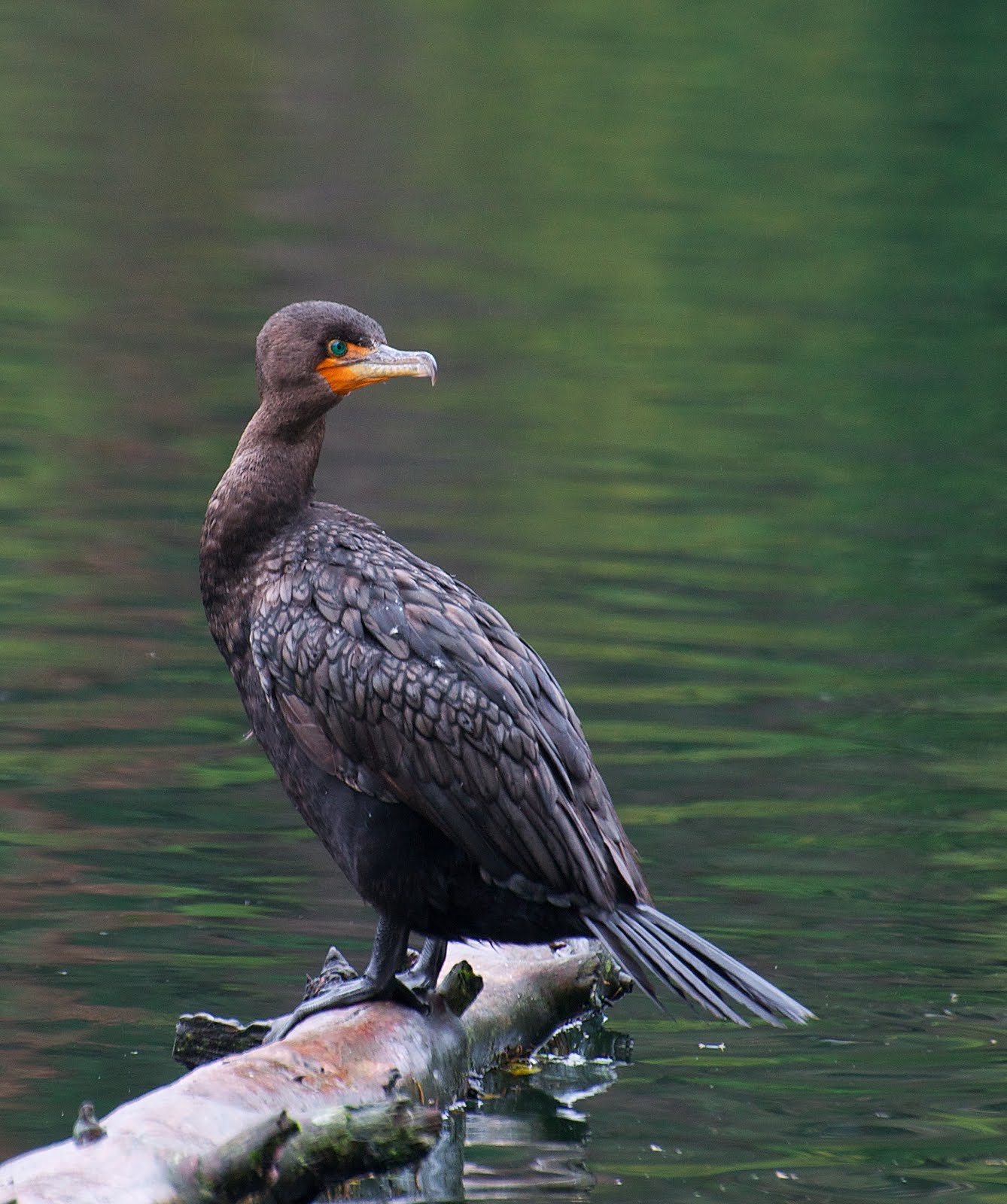 NW Bird Blog: Double-crested Cormorant
