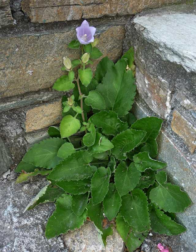 r o b i n 's y a r d: Campanula incurva
