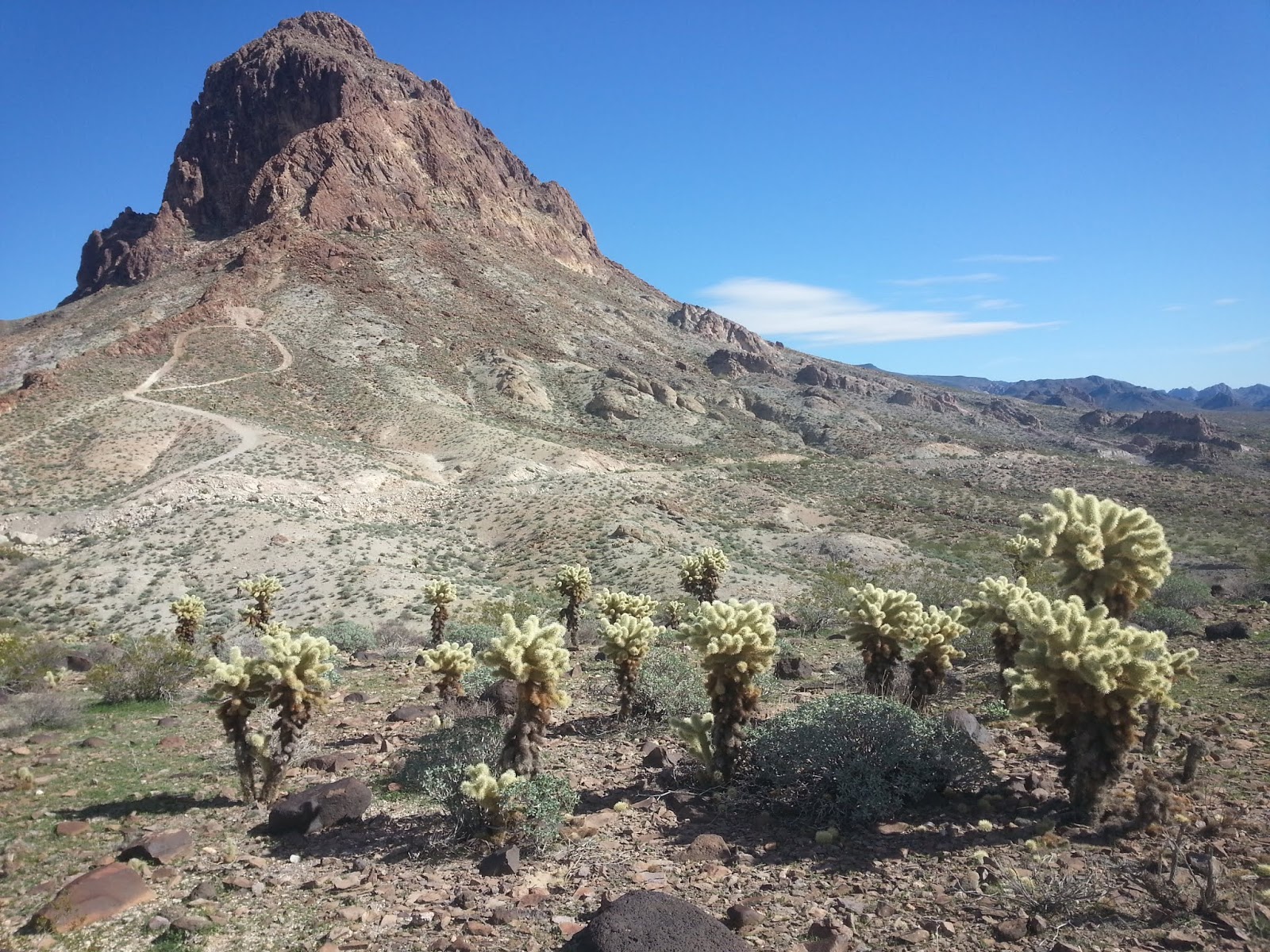 Xtremehorticulture of the Desert: Rescue Native Desert Cacti from ...