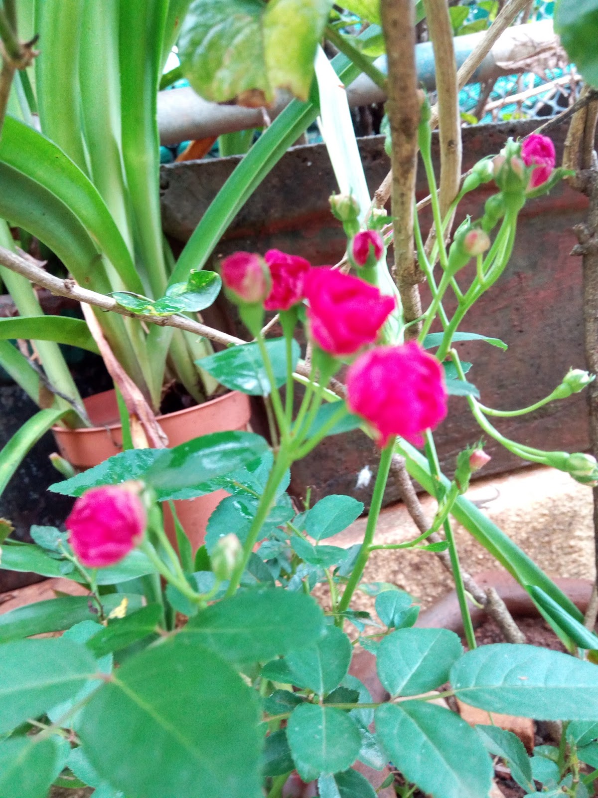 Garden Care Simplified: Button roses and special care for Button rose ...