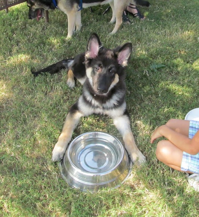 Sparta ISSA Shiloh Shepherds
