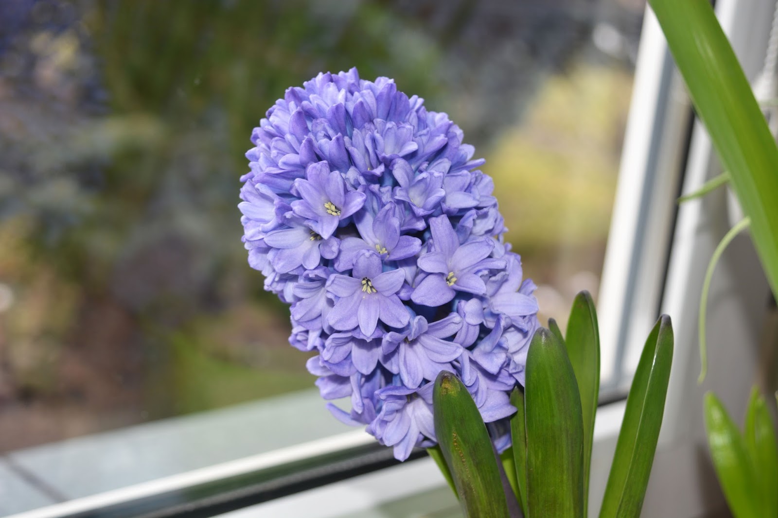 ~Kolory w ogrodzie~: Hiacynty i karmnikowe wieści