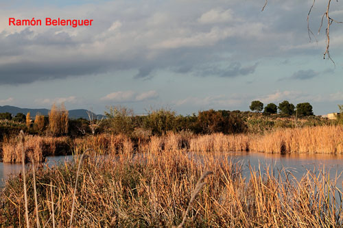 BICHOS Y MAS VLC: DE PASEO POR ALMENARA: ELS ESTANYS