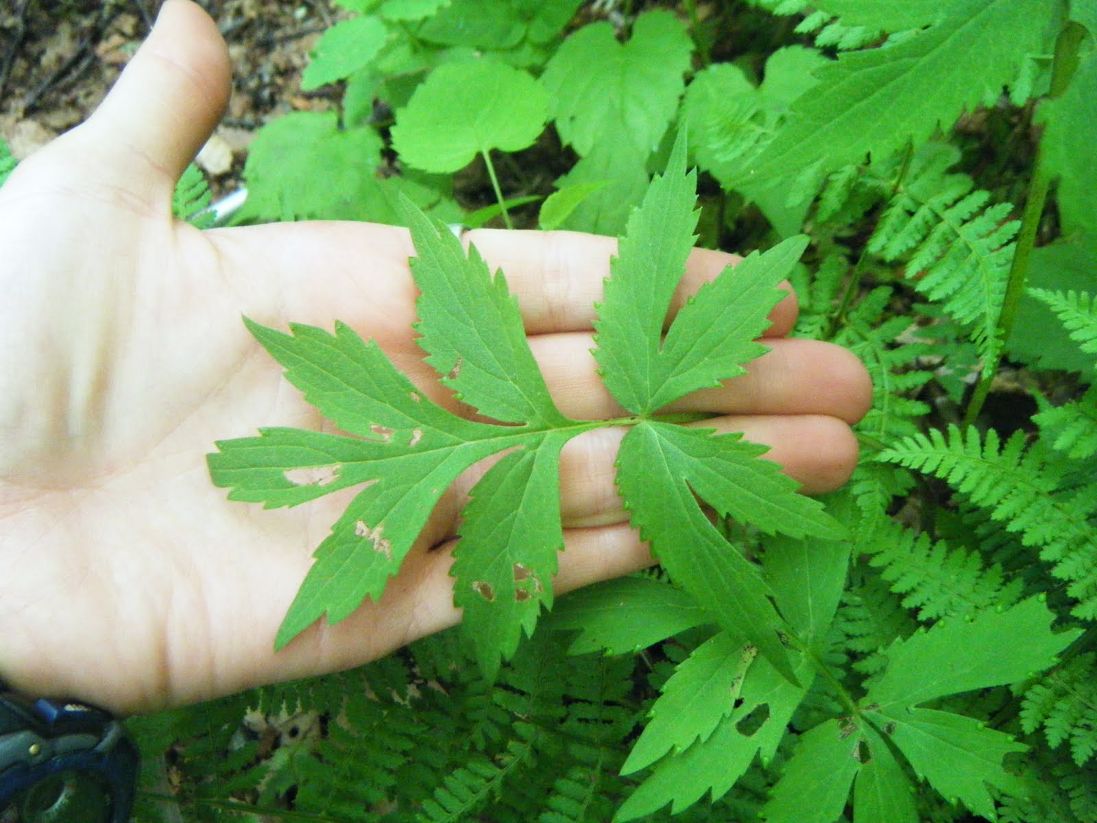 The Botanical Hiker: Waterleaf (Hydrophyllum spp.) - yum yum!