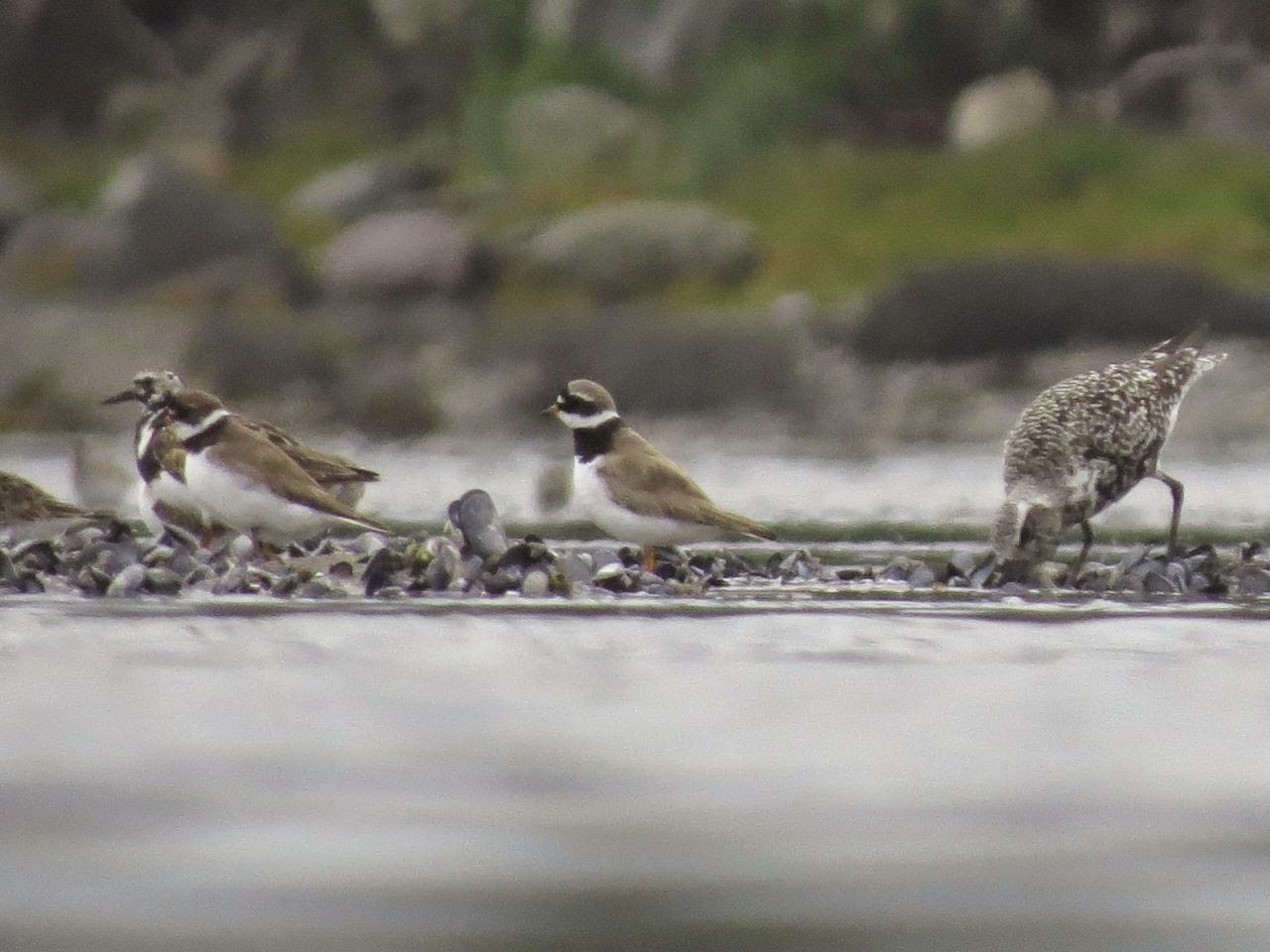 Birding with Buckley: Common Ringed Plover!
